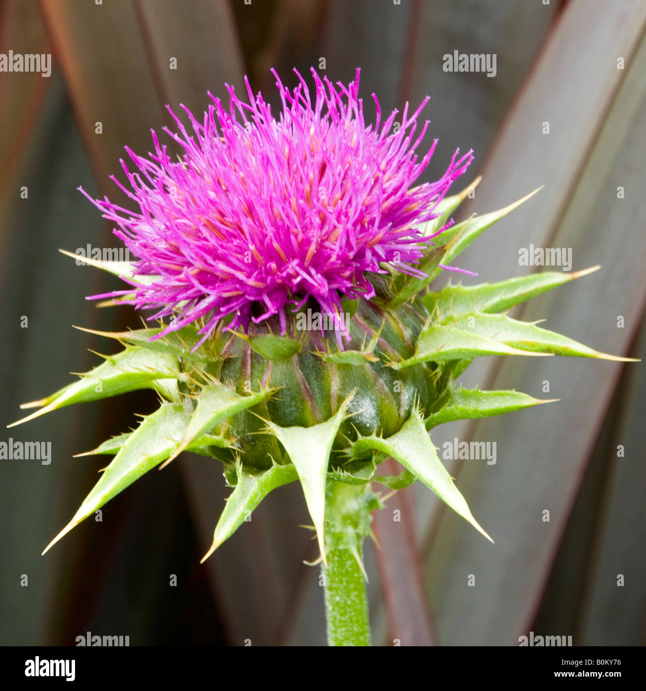Distel hi-res stock photography and images - Alamy