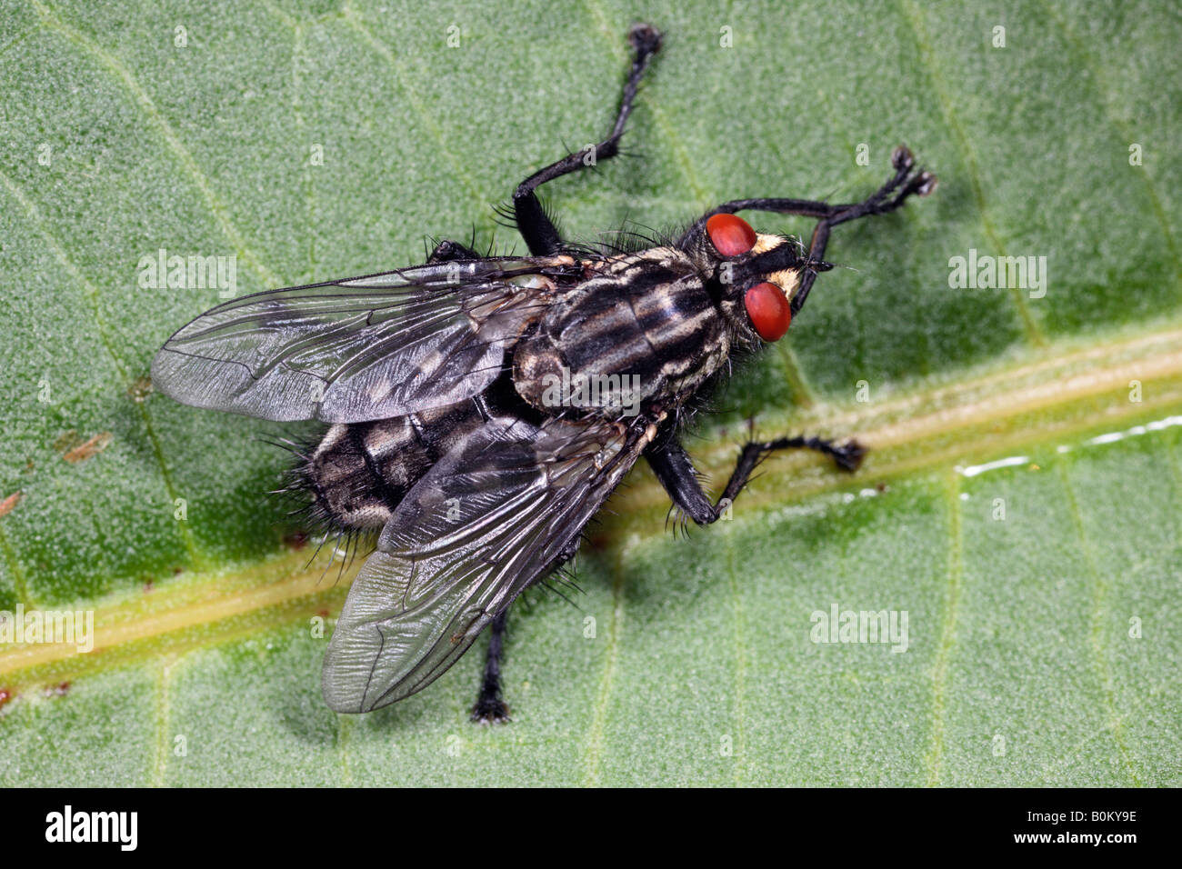 Marbled grey flesh fly Sarcophaga carnaria Stock Photo - Alamy