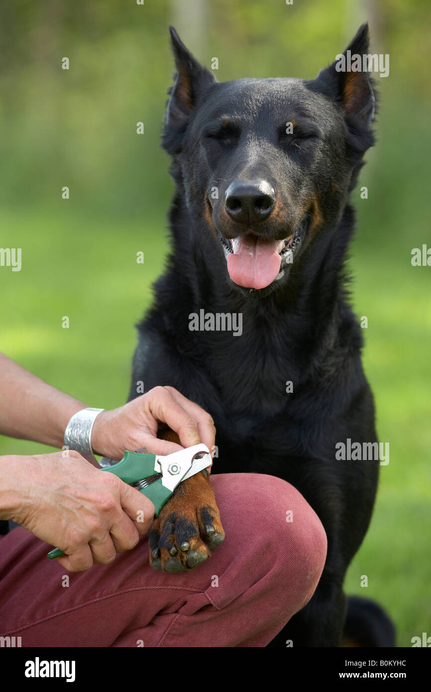 Beauceron getting claw cuts Stock Photo - Alamy