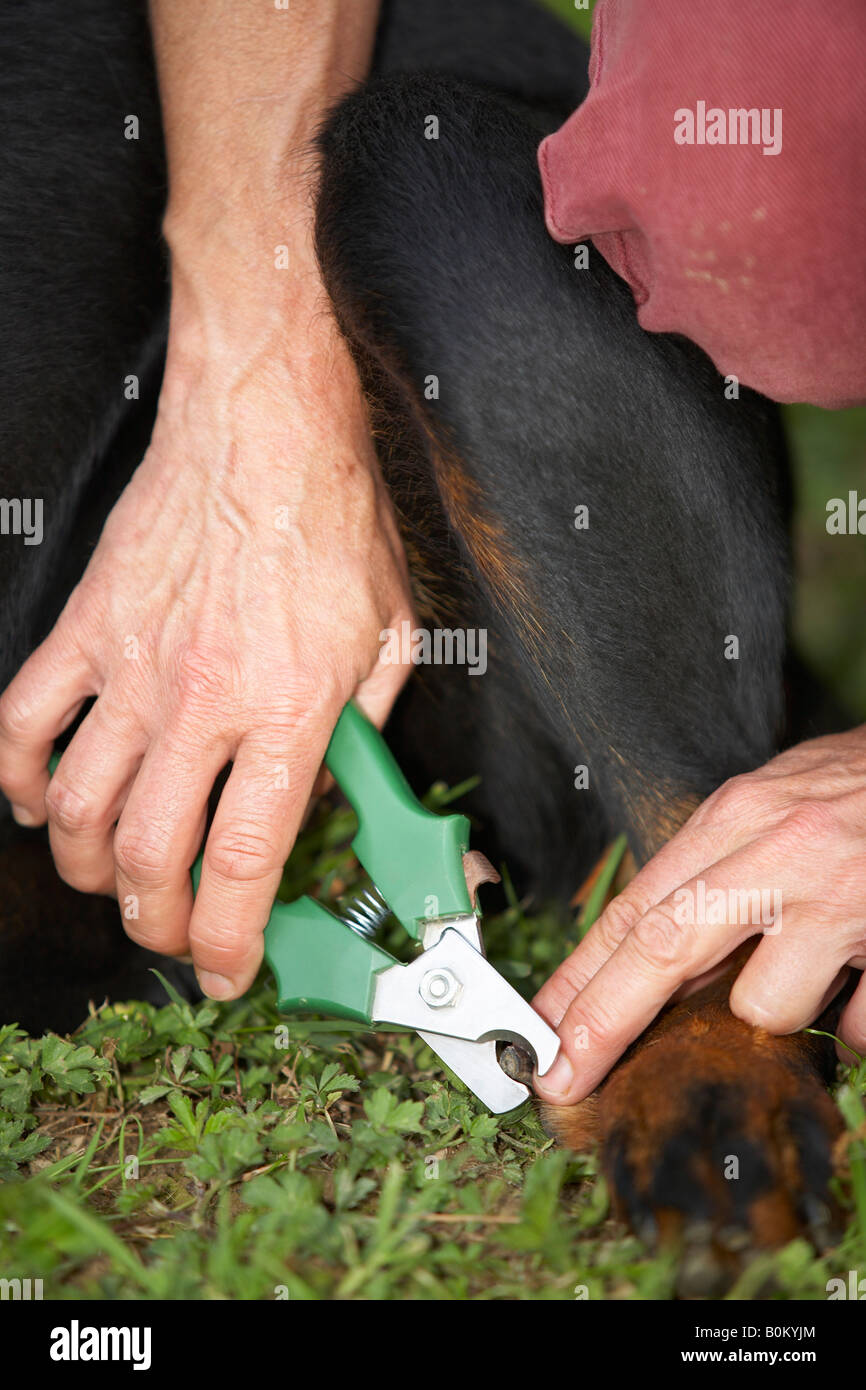 Beauceron getting claw cuts Stock Photo - Alamy