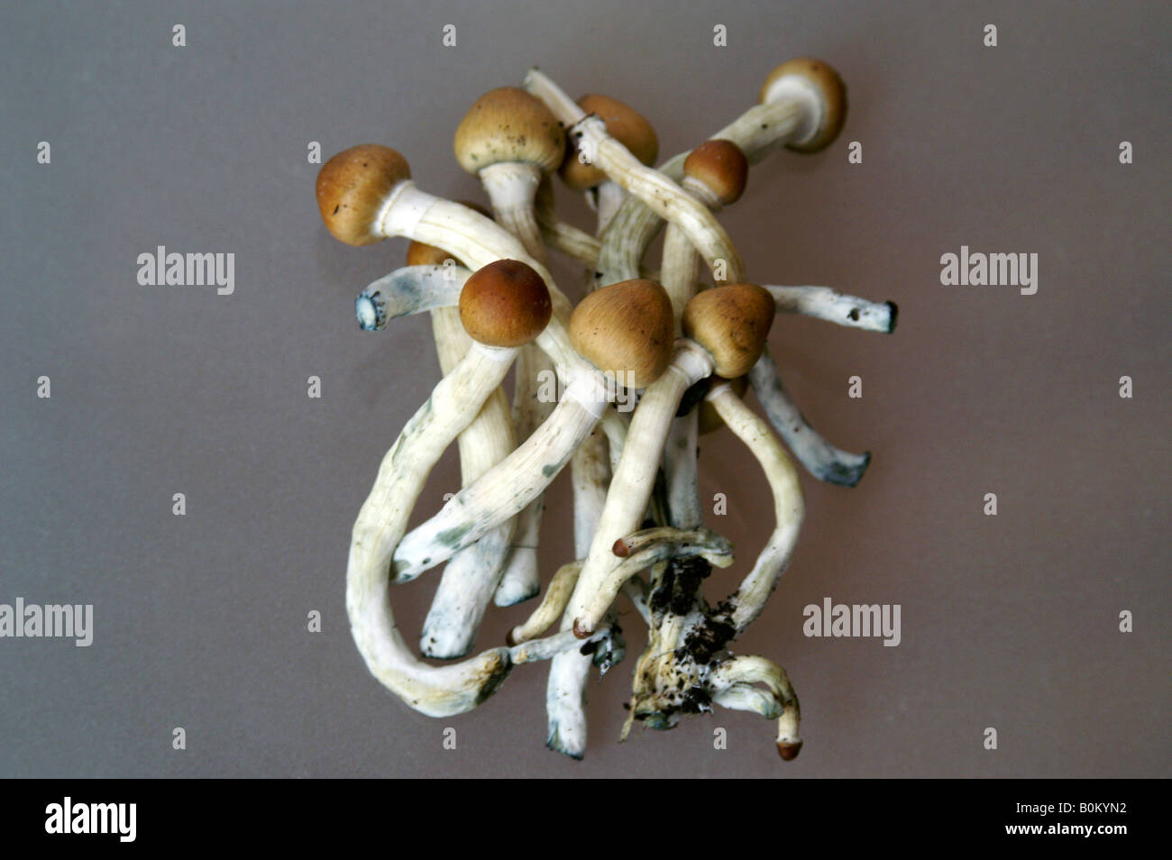 Psilocybe Cubensis