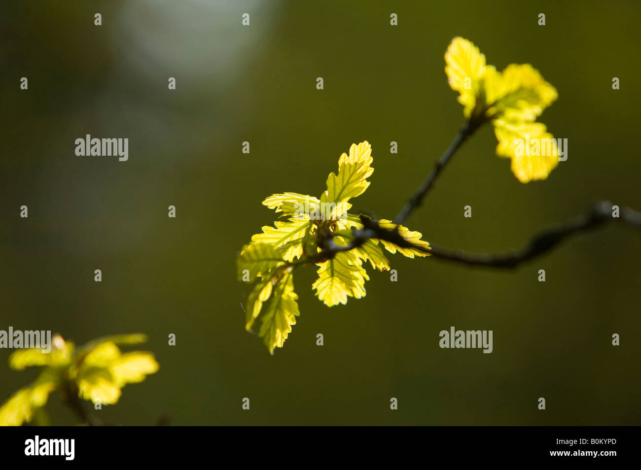 An Oak woodland in spring in Ambleside UK Stock Photo - Alamy