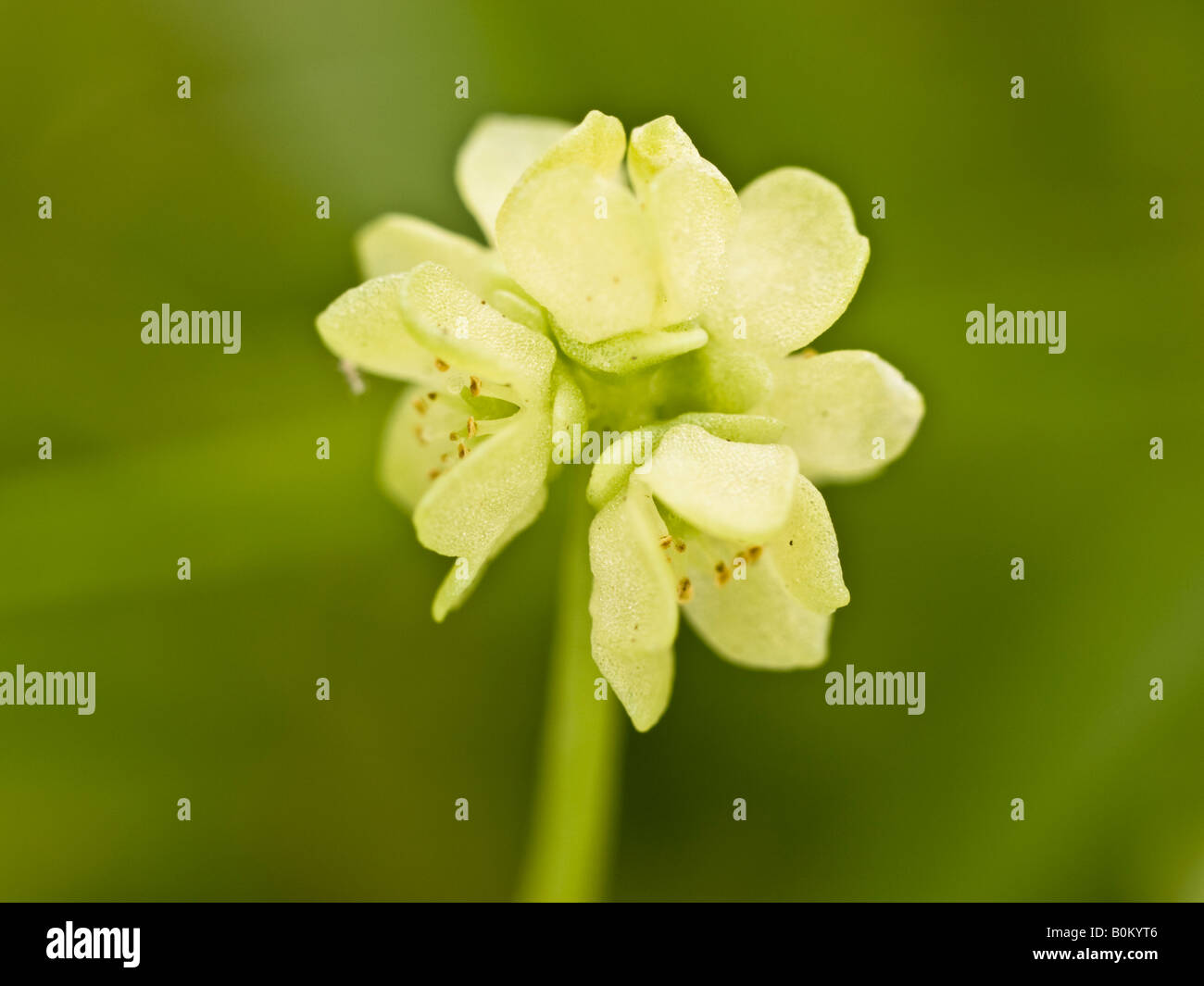 Adoxaceae hi-res stock photography and images - Alamy