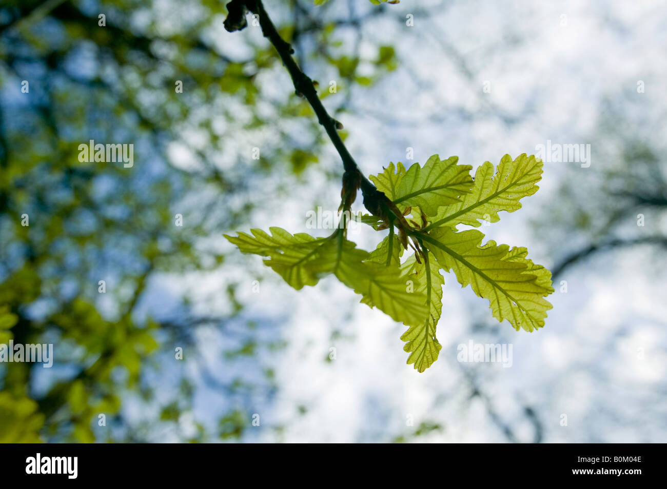 An Oak woodland in spring in Ambleside UK Stock Photo - Alamy