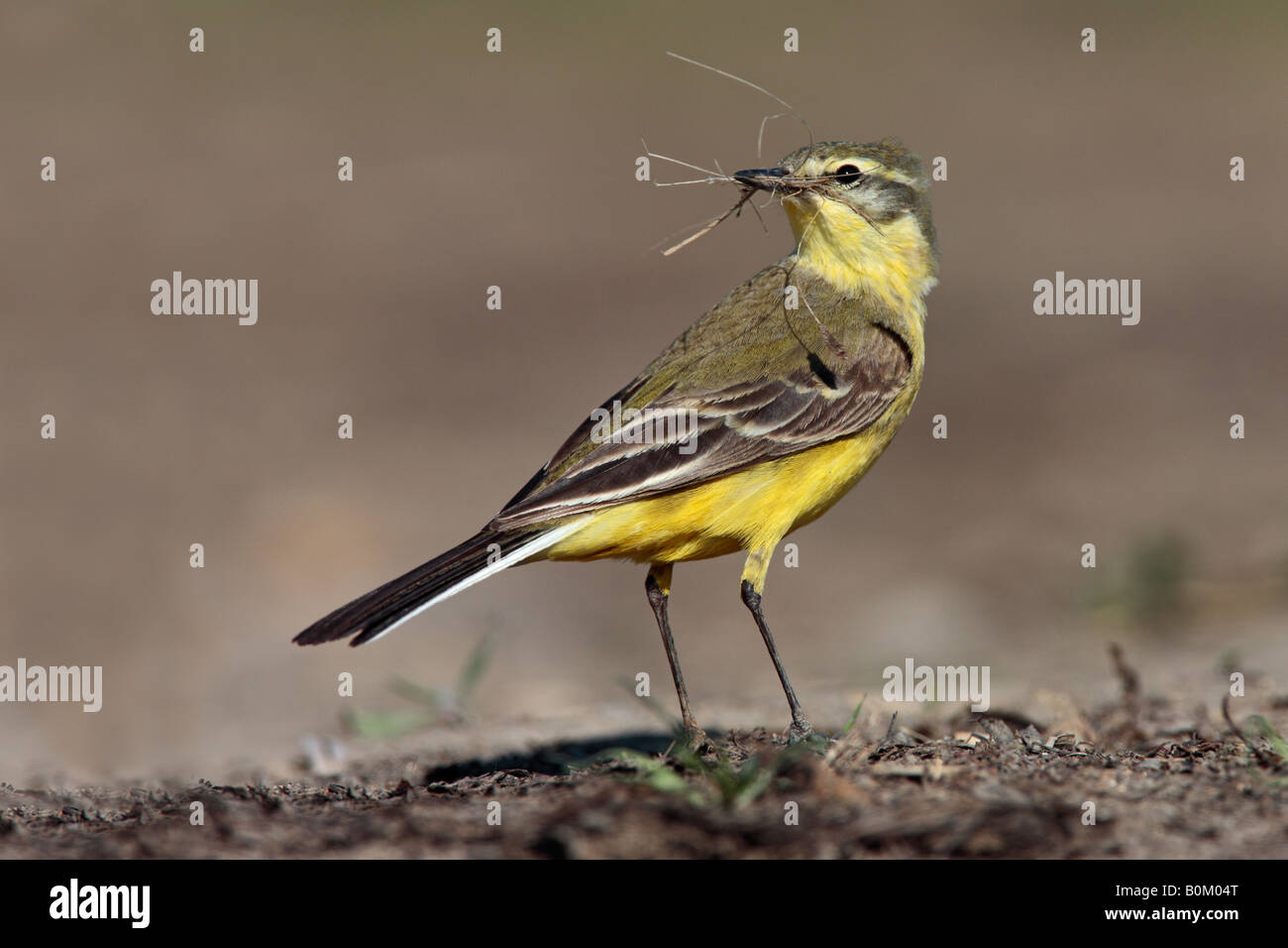 Yellow wagtail Motacilla flava perched looking alert with nesting ...