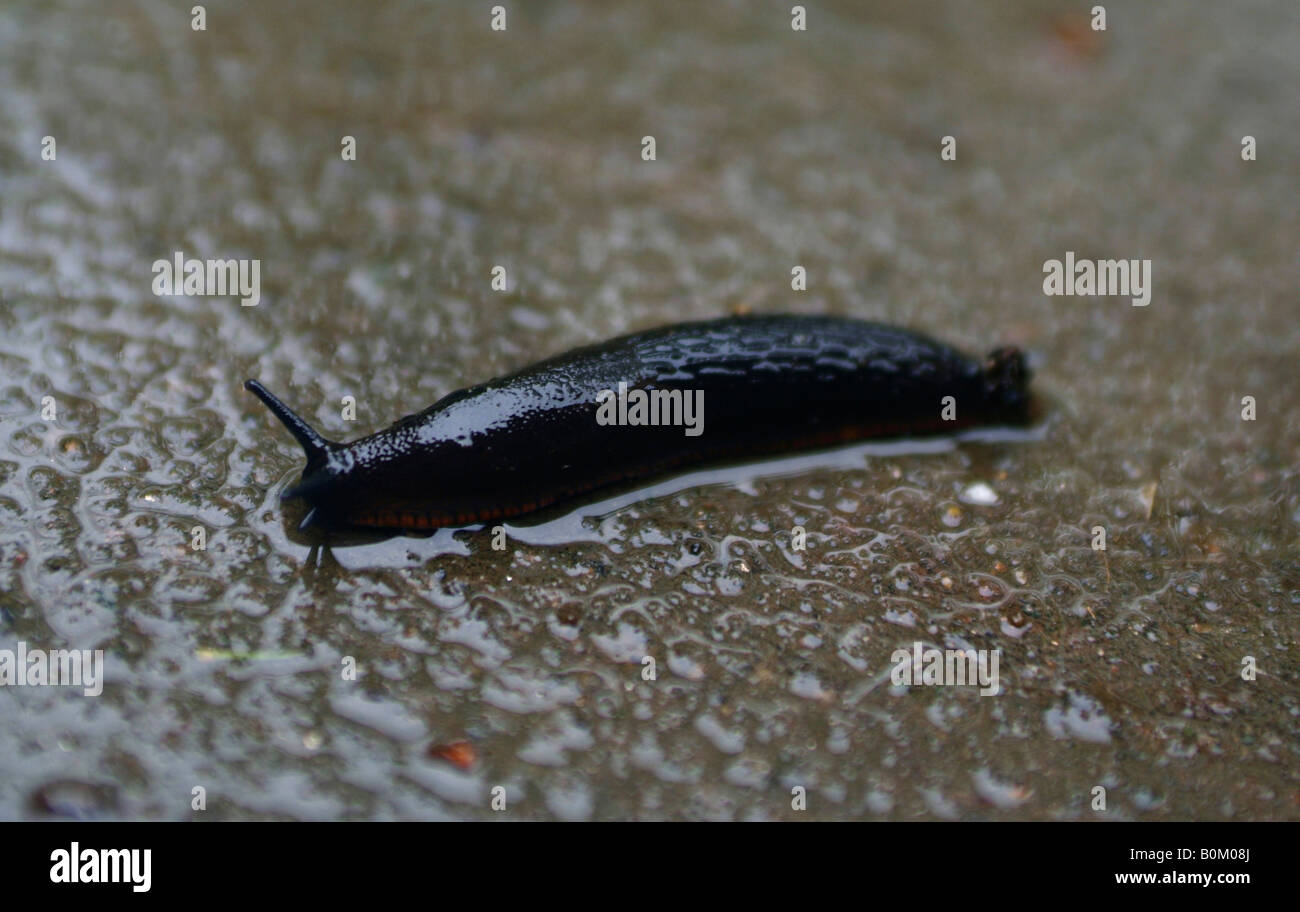A slug crawls along the floor in the rain Stock Photo - Alamy