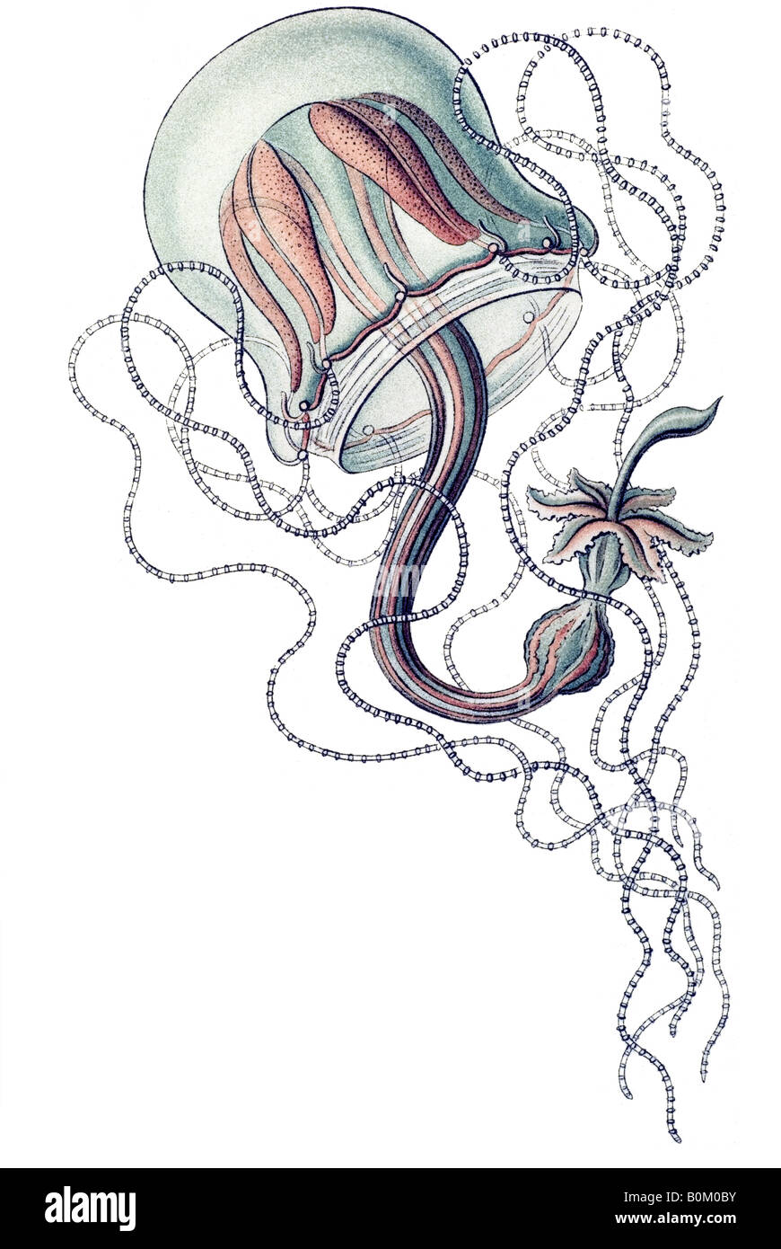 Trachomedusae Trachymedusae Name Carmarina hastata, art nouveau, 20th ...