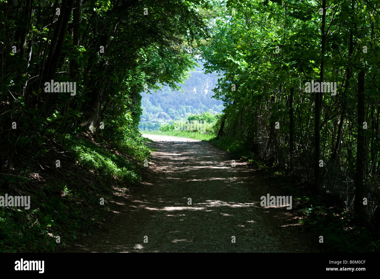 dark tree covered country lane Stock Photo - Alamy