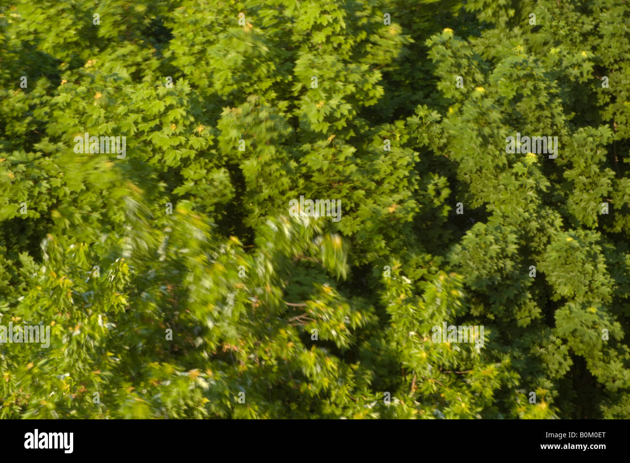 Strong wind trees swaying hi-res stock photography and images - Alamy
