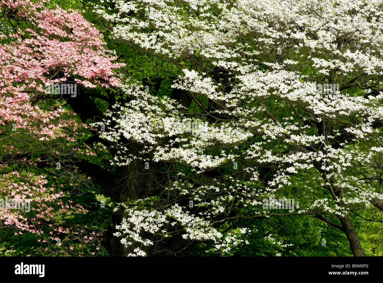 Spring Pink and White Dogwood blooms with large deciduous tree in ...