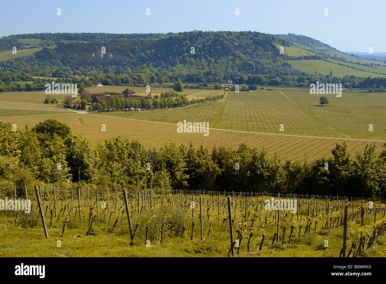 Denbies hillside box hill hi-res stock photography and images - Alamy