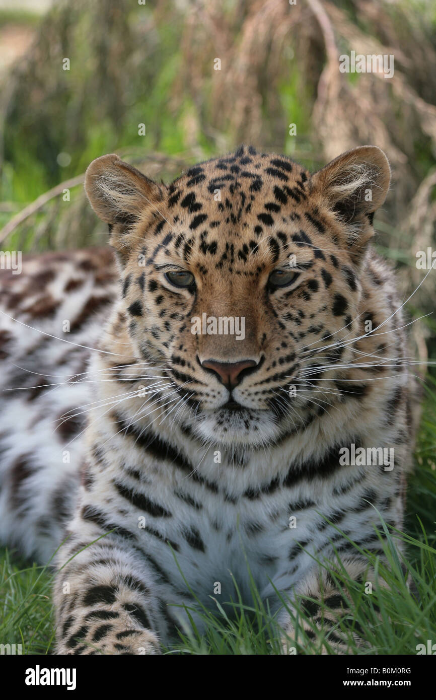 Amur Leopard Panthera pardus orientalis Stock Photo - Alamy