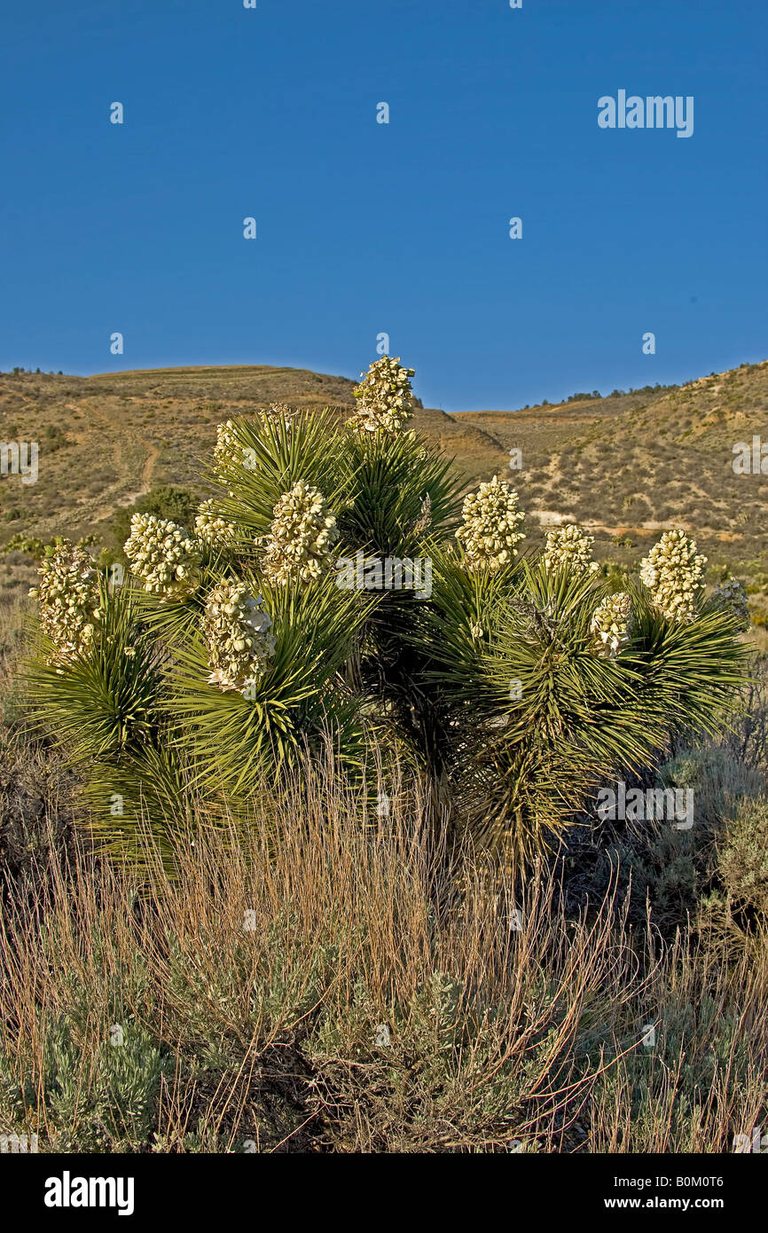 Yucca moth yucca flower hi-res stock photography and images - Alamy