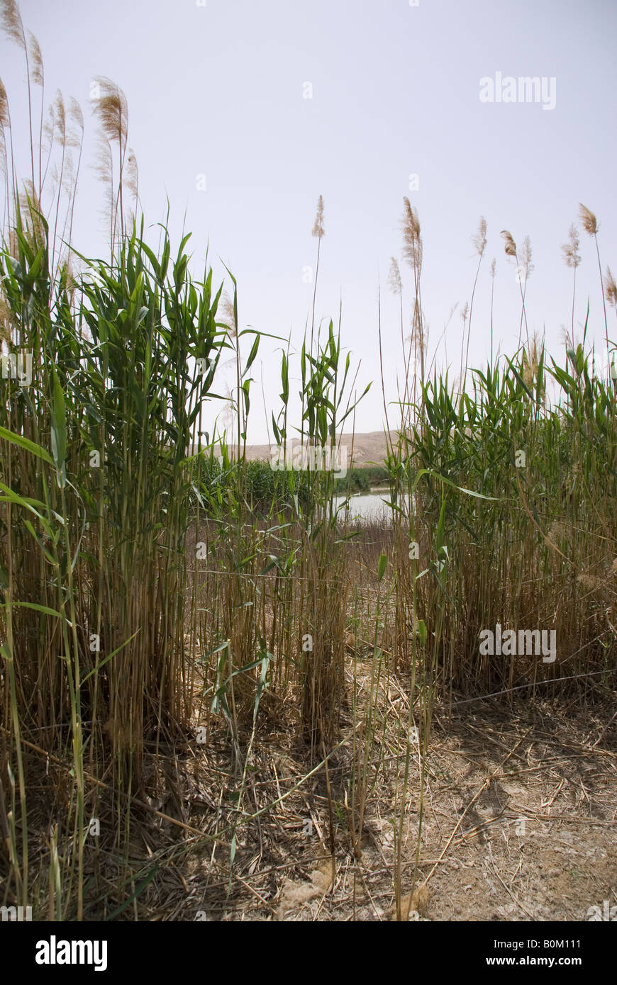 Yeruham hi-res stock photography and images - Alamy