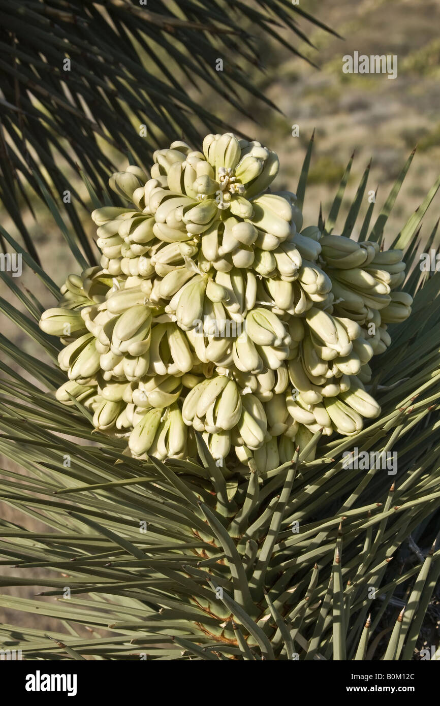 Yucca moth yucca flower hi-res stock photography and images - Alamy