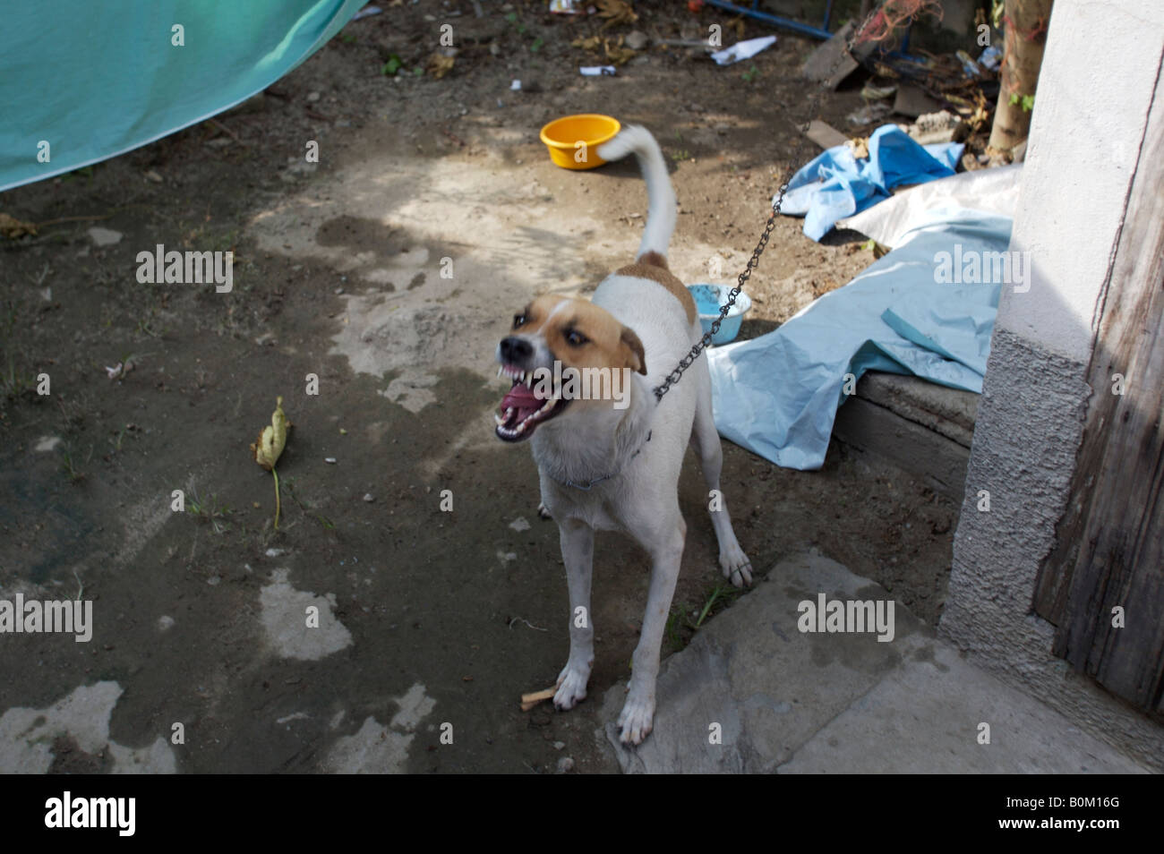 An angry dog in a neighborhood of San Pedro Sula Honduras on Wednesday ...