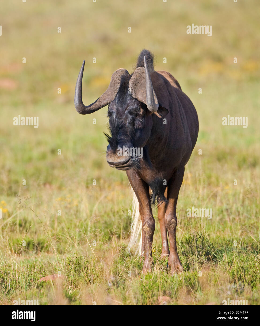 Black wildebeest hi-res stock photography and images - Alamy