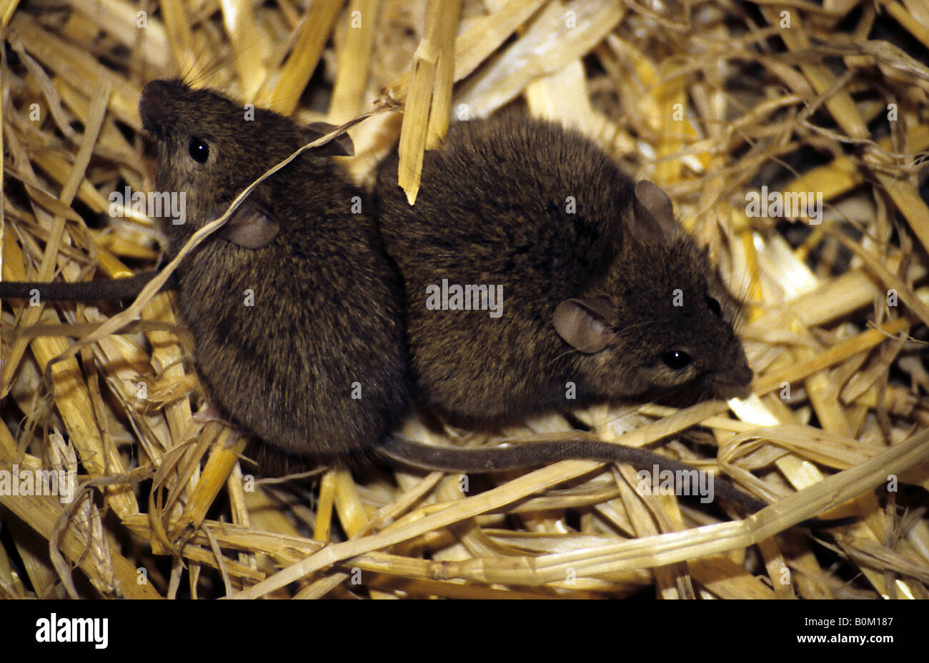 Mice together hi-res stock photography and images - Alamy