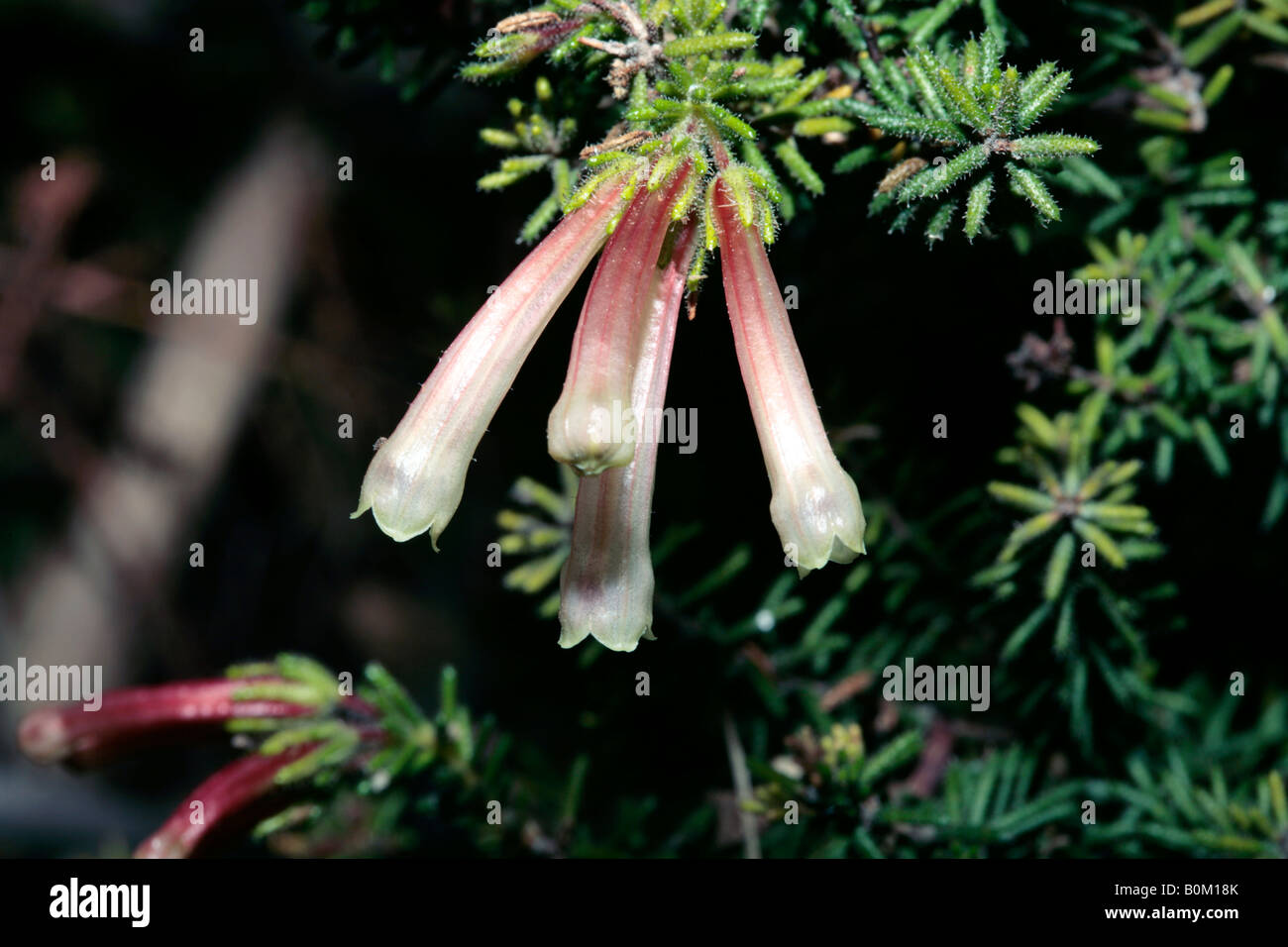 Heather flower flower shrub shrubs ericaceae hi-res stock photography ...