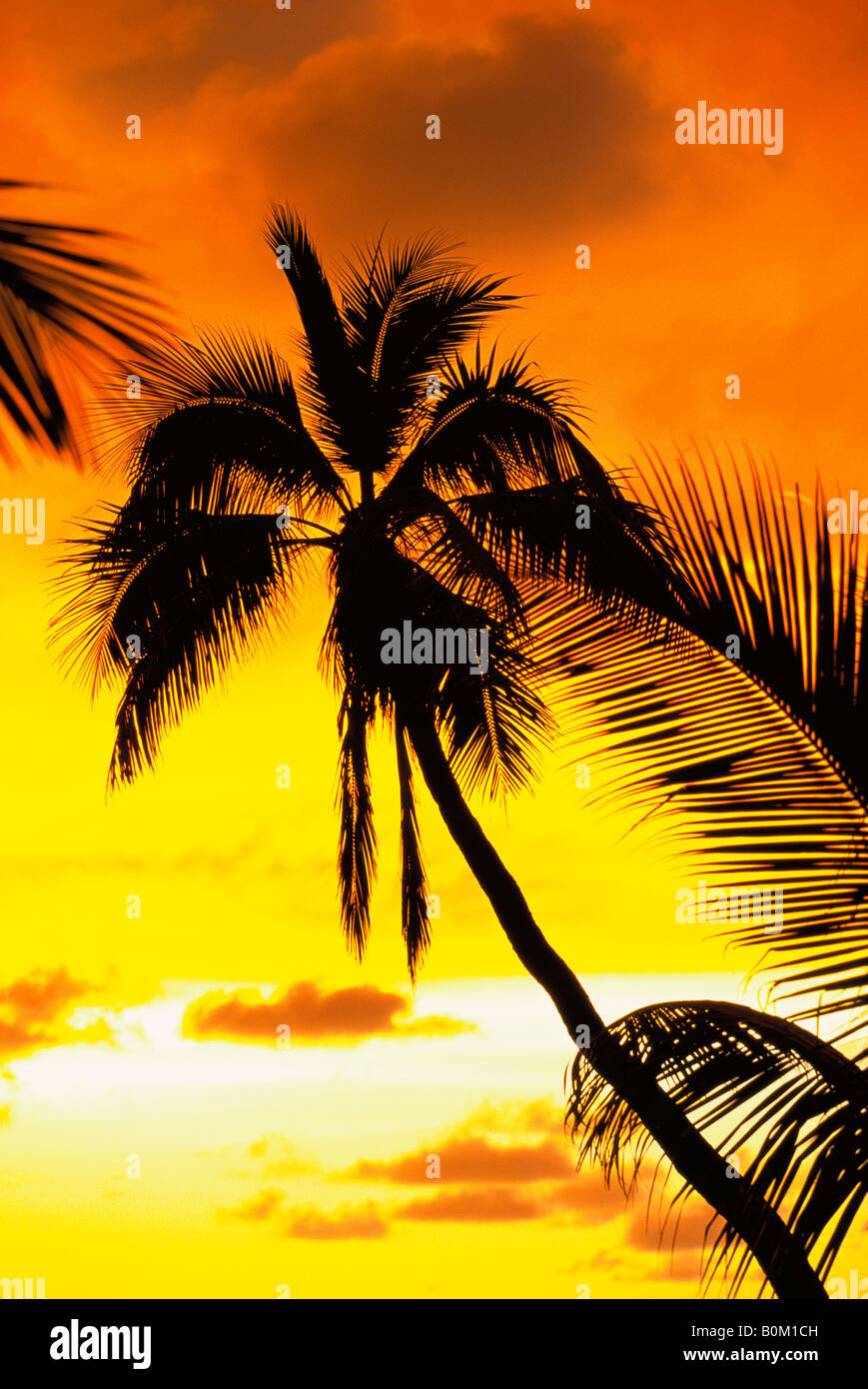 Sunset Palm Tree Stock Photo - Alamy