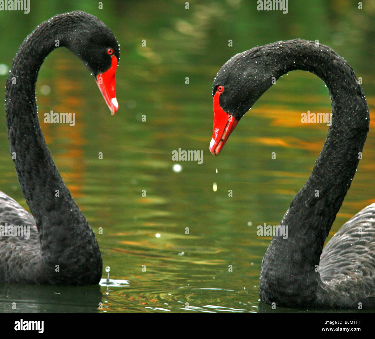 Black Swans Cygnus atratus Stock Photo - Alamy Black Swans Cygnus atratus Stock Photo - Alamy