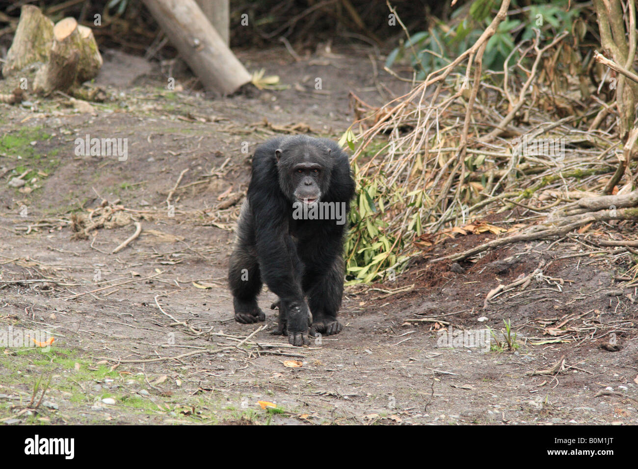 A chimp (pan troglodytes) walking on all fours Stock Photo - Alamy