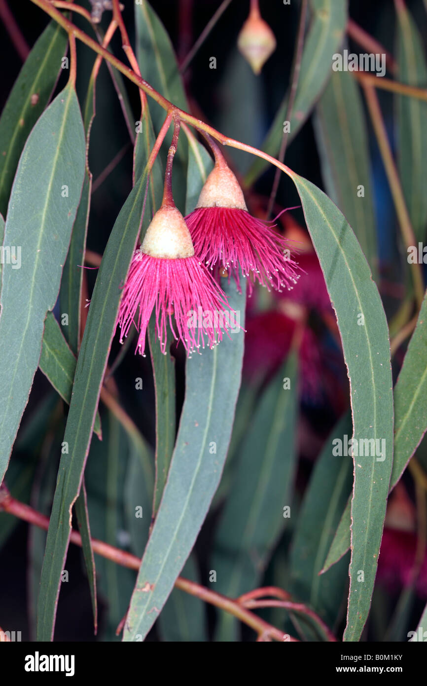 White ironbark flowers High Resolution Stock Photography and Images - Alamy