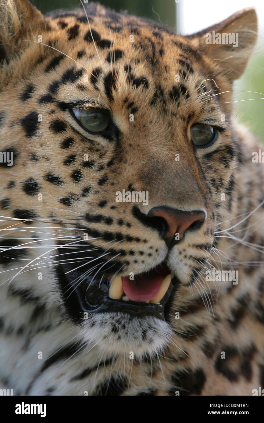 Amur Leopard Panthera pardus orientalis Stock Photo - Alamy