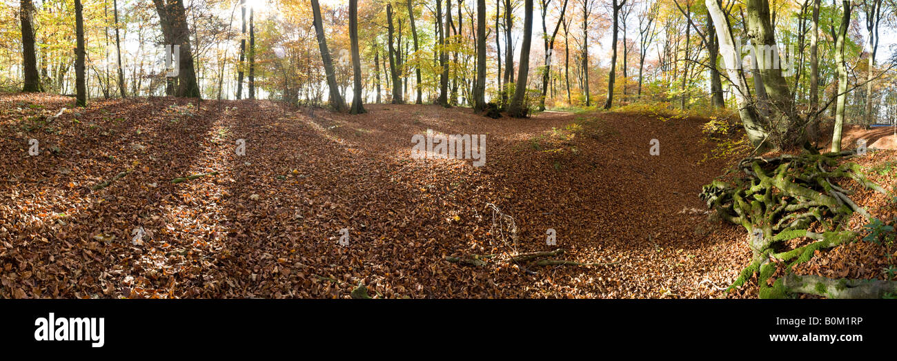 A Cotswold beechwood in autumn at Witcombe Woods, Gloucestershire Stock ...