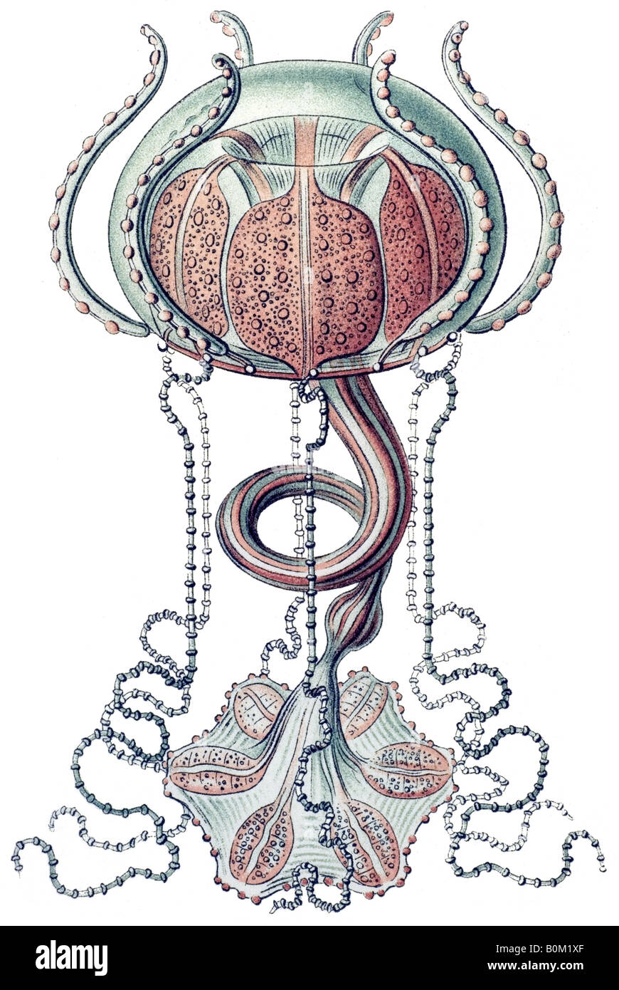 Geryones elephas hi-res stock photography and images - Alamy