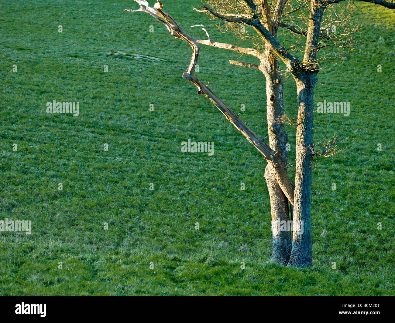 Lone bush in landscape hi-res stock photography and images - Alamy