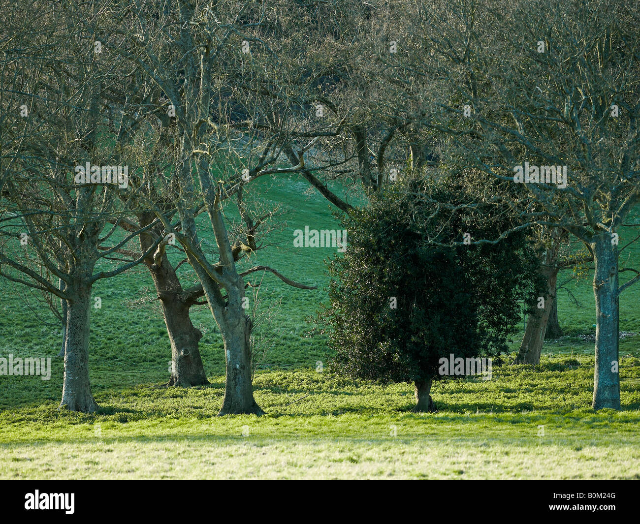 Larger trees hi-res stock photography and images - Alamy