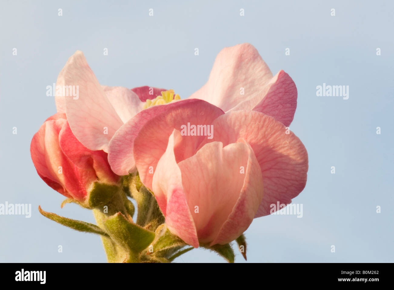 Somerset orchard hi-res stock photography and images - Alamy