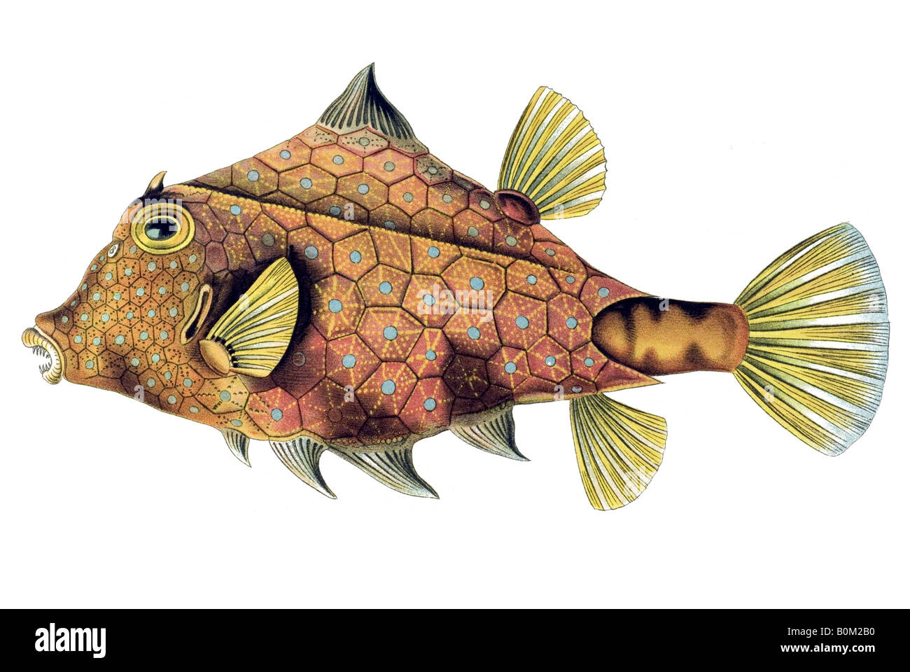 Ostraciontes Ostraciidae Knochenfische Name Ostracion turritis, art ...