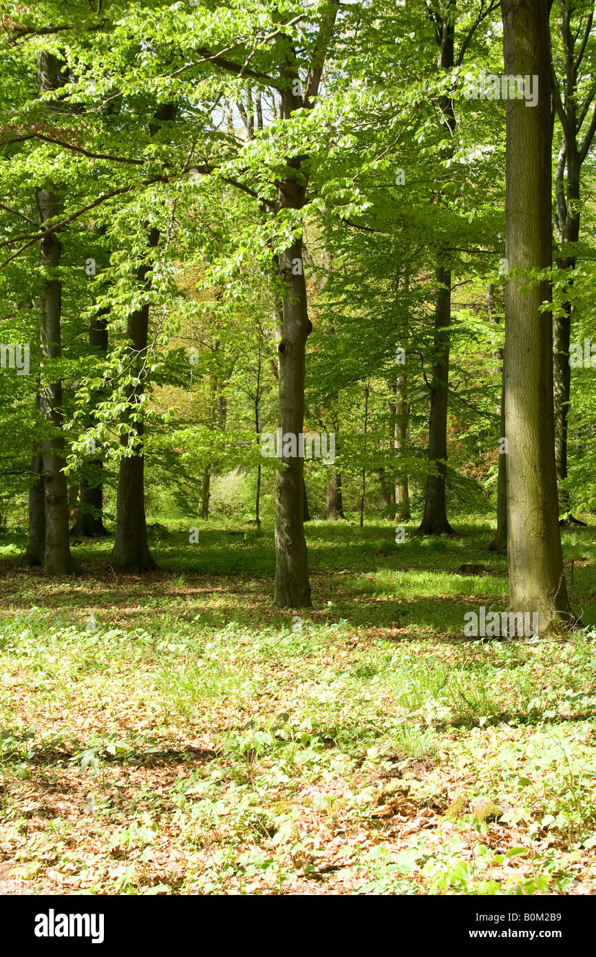 Sunlit forest with tall trees and vibrant green leaves, creating a ...