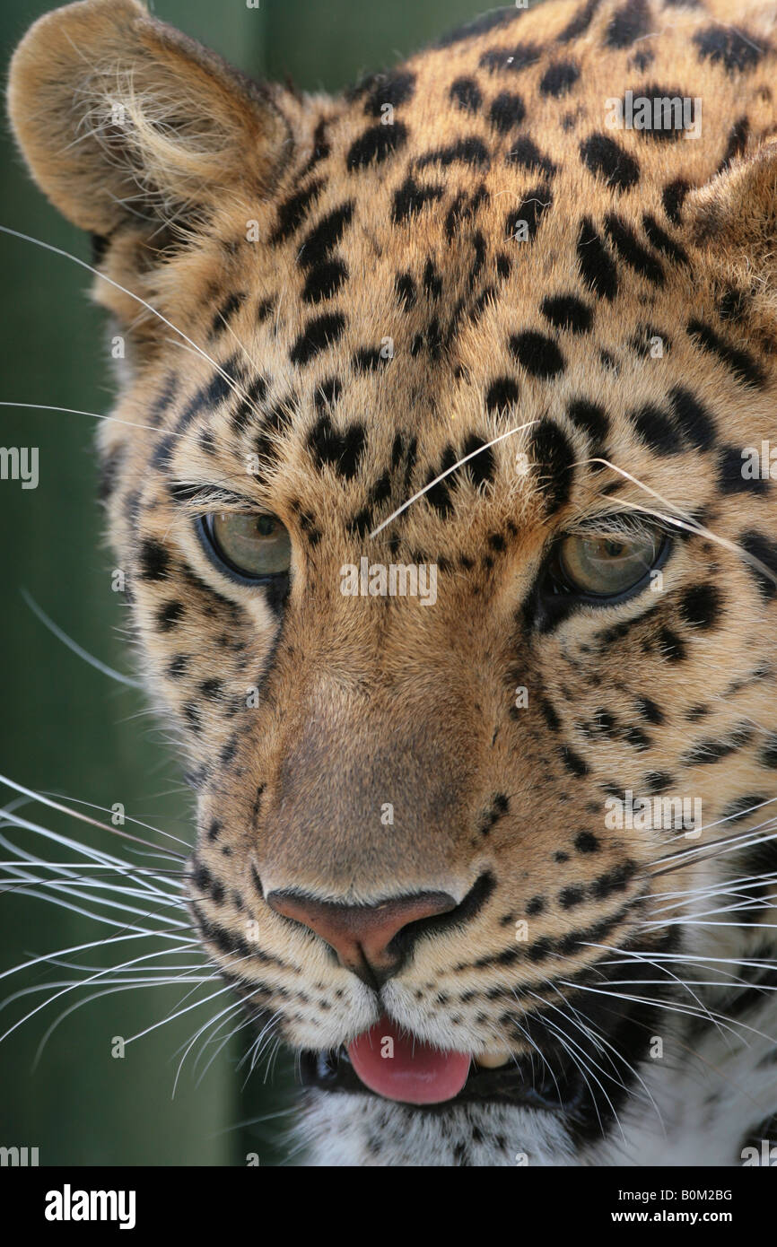 Amur Leopard Panthera pardus orientalis Stock Photo - Alamy