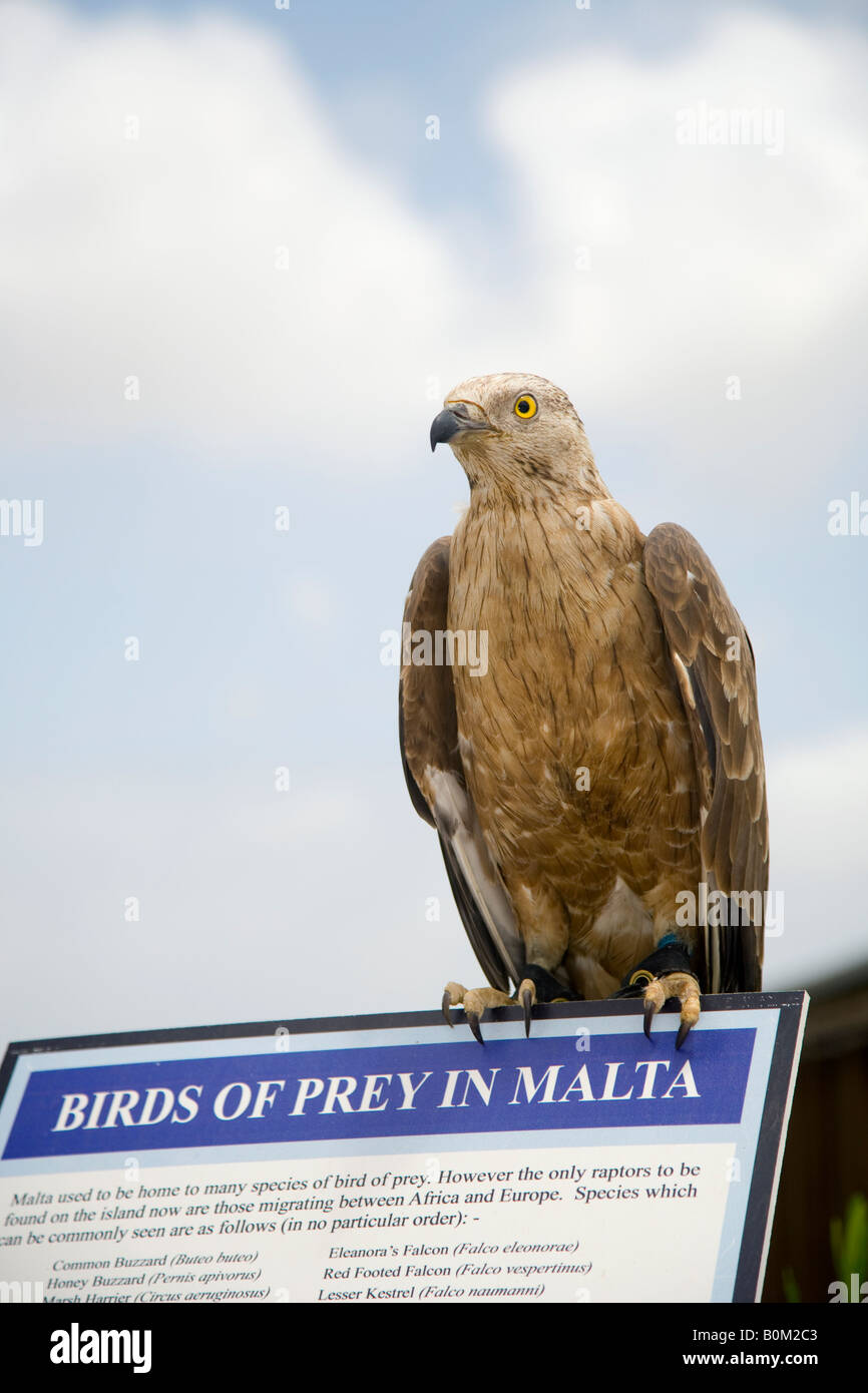 Mediterranean honey buzzard; Birds of Prey at Triq l-Imqabba, Siggiewi ...