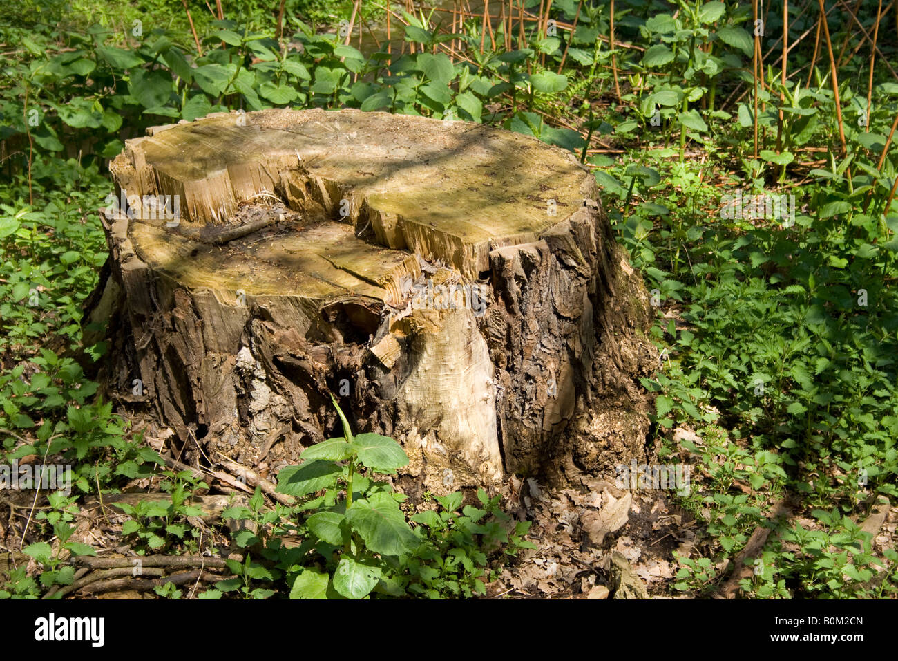 A large tree stump surrounded by lush green foliage and plants in a ...
