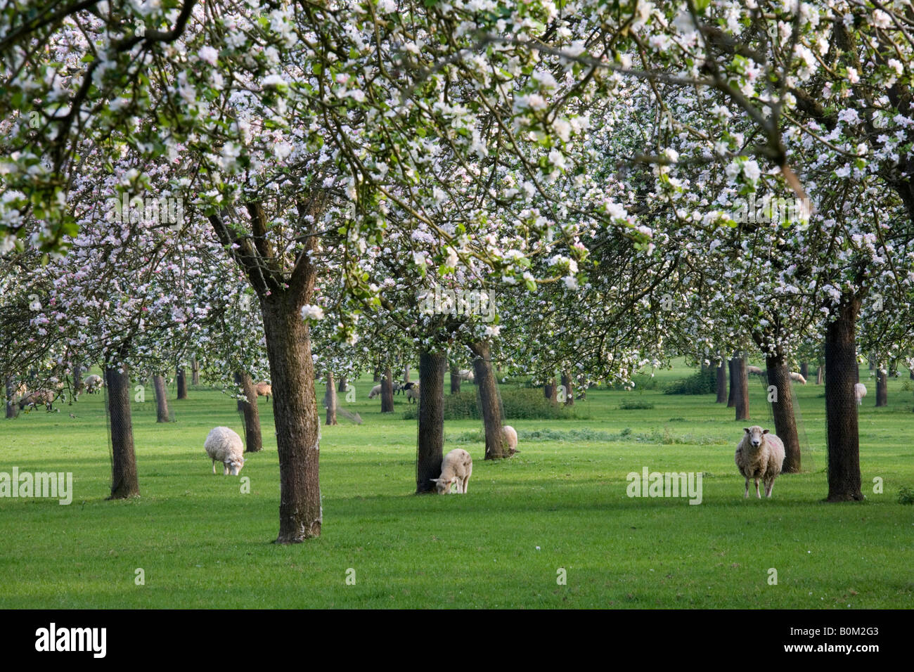 Sheep uk orchard hi-res stock photography and images - Alamy