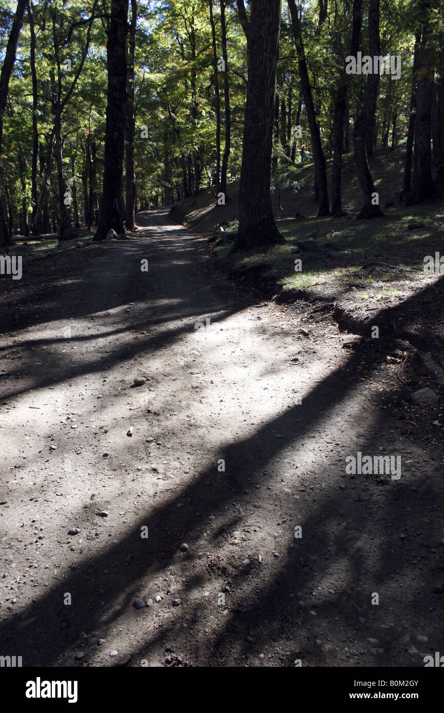 Tree shadows on the road 3 Stock Photo - Alamy