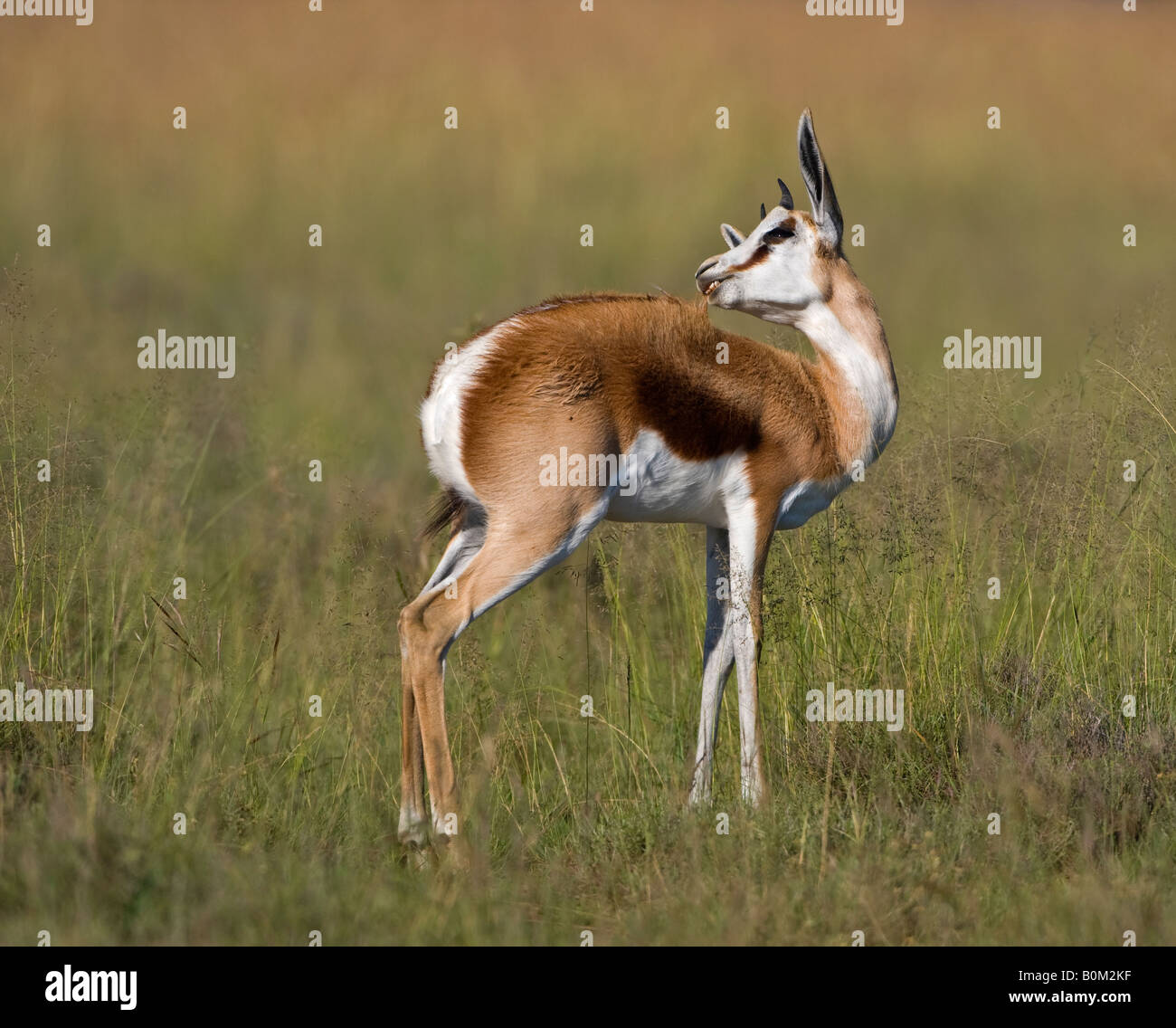 Grooming itself hi-res stock photography and images - Alamy