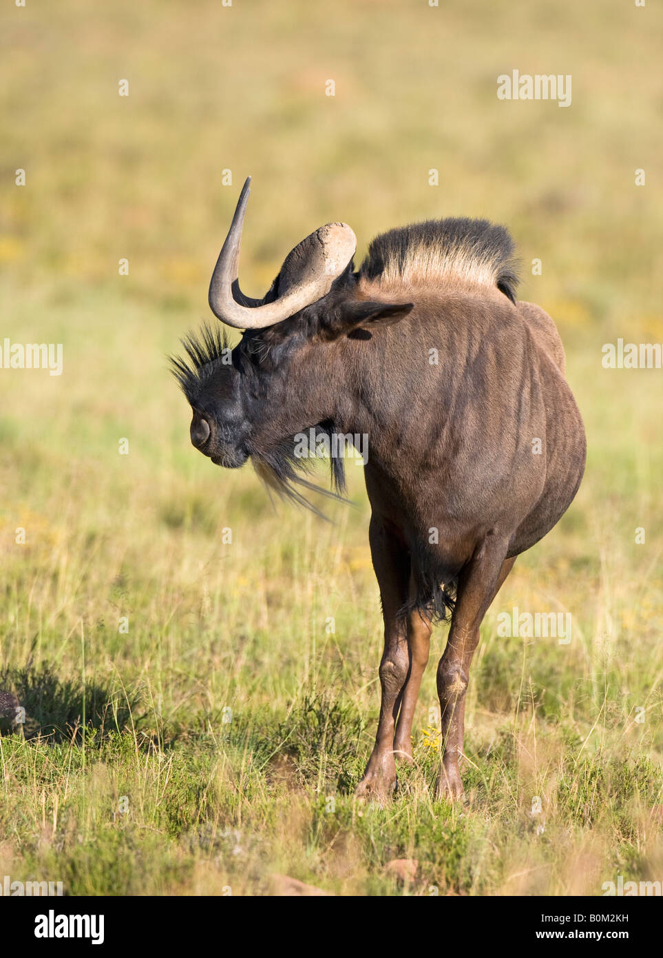 Black wildebeest hi-res stock photography and images - Alamy