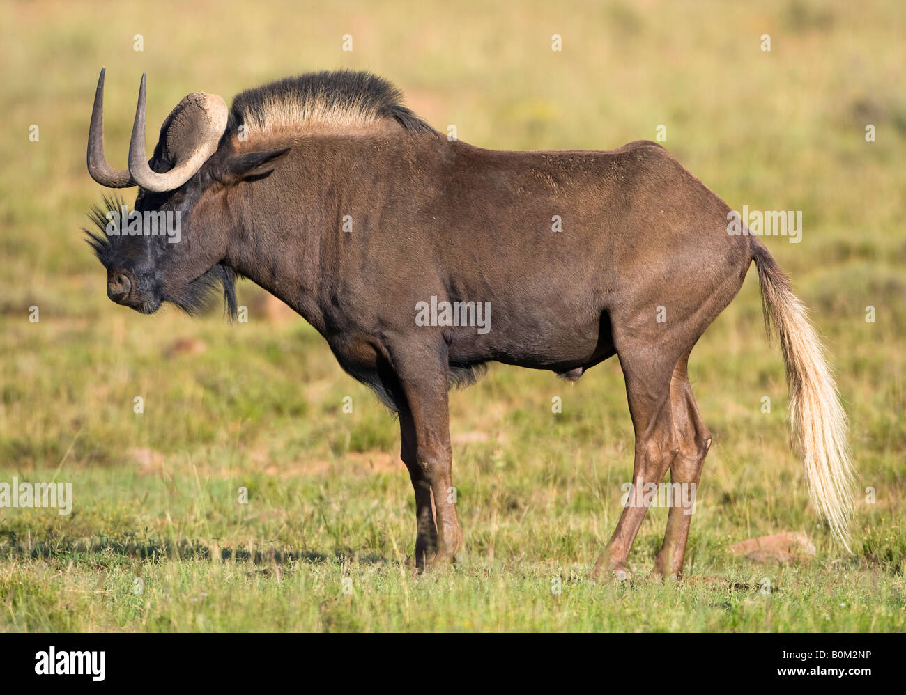 Black wildebeest hi-res stock photography and images - Alamy