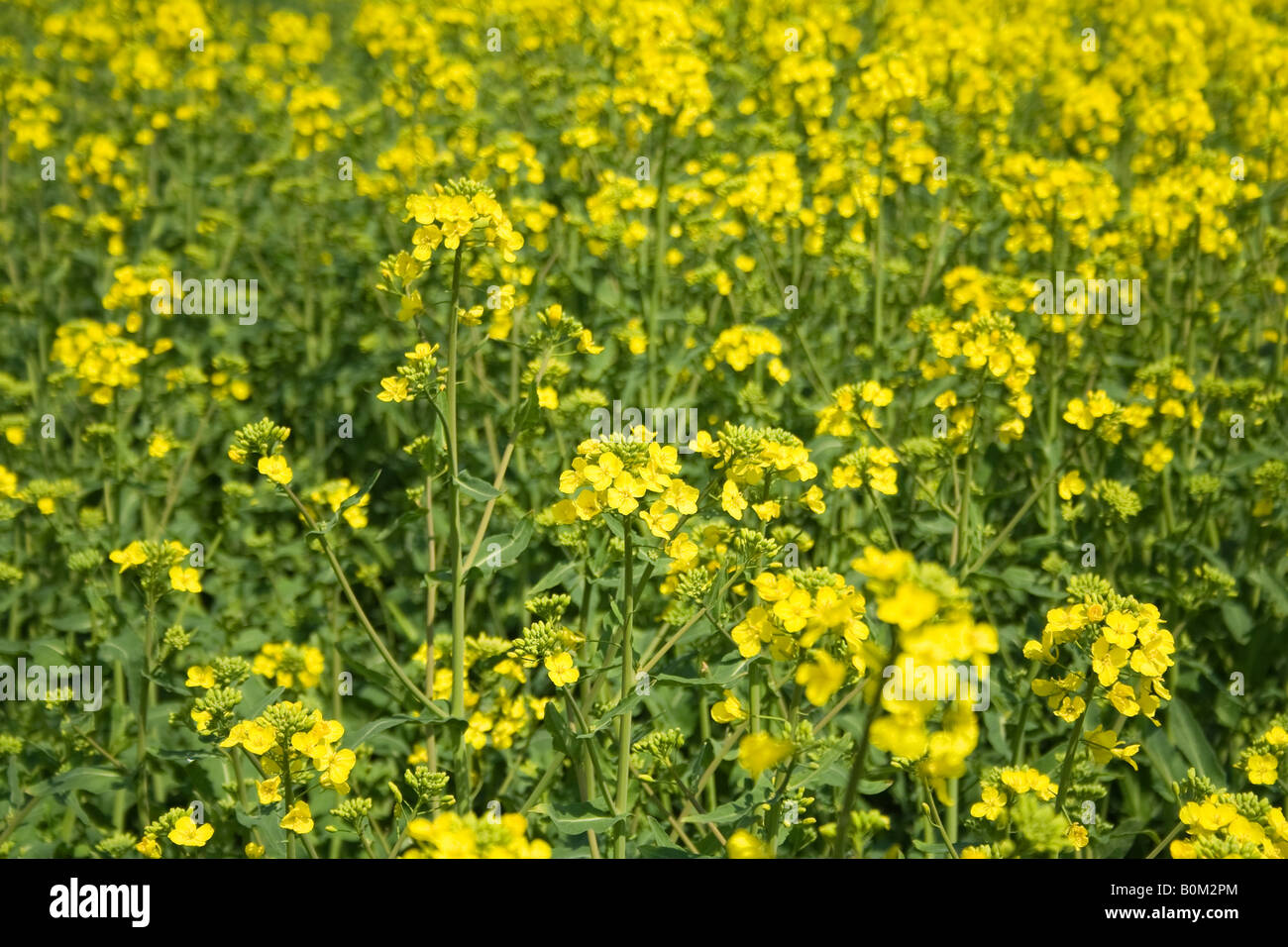 Green rapeseed field stems hi-res stock photography and images - Alamy
