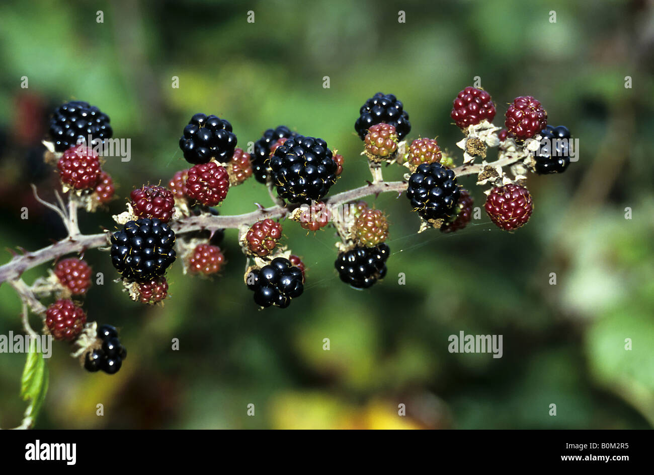 Balanced fill flash hi-res stock photography and images - Alamy