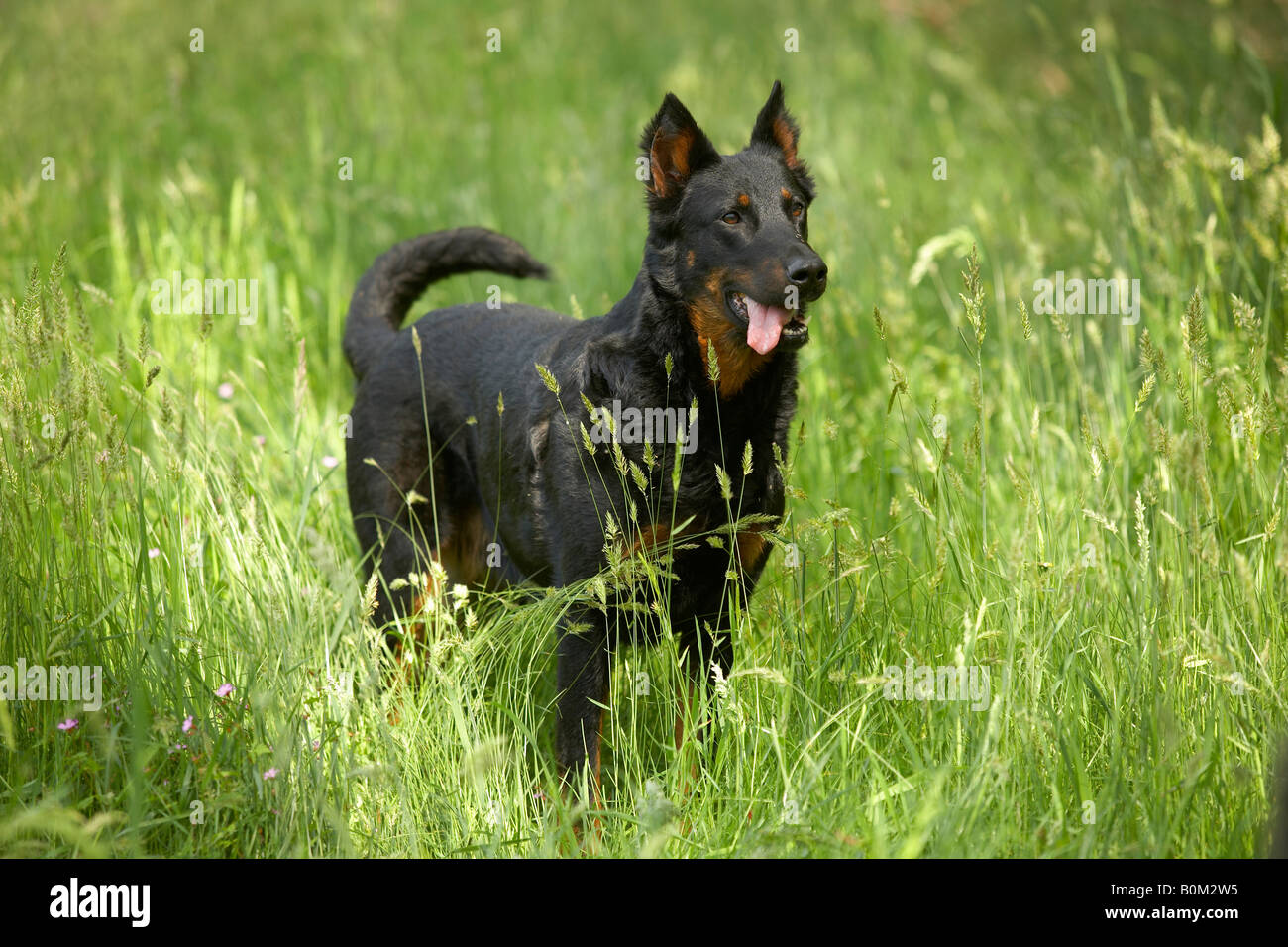 Portrait of a Beauceron Stock Photo - Alamy