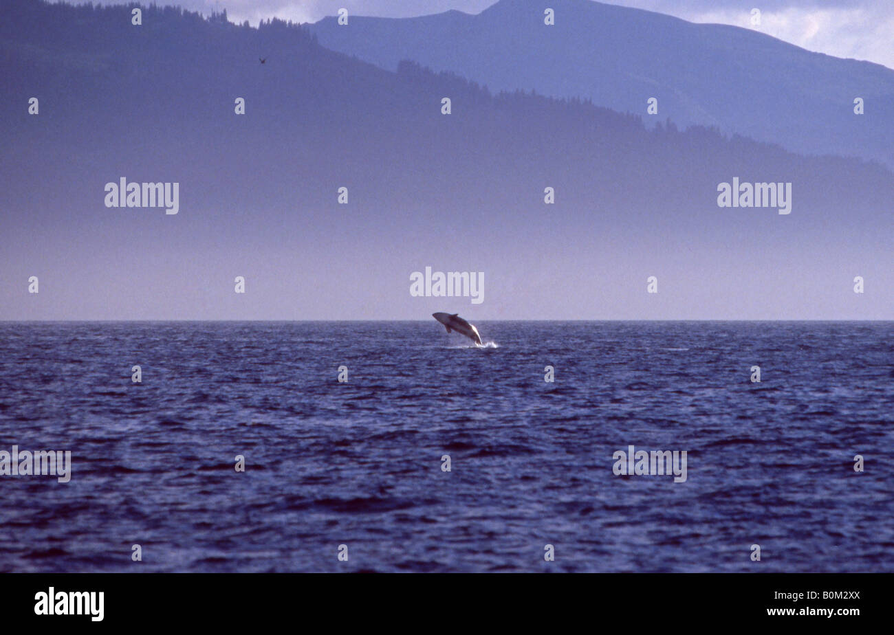 Orca whale killer whale breaches hi-res stock photography and images ...