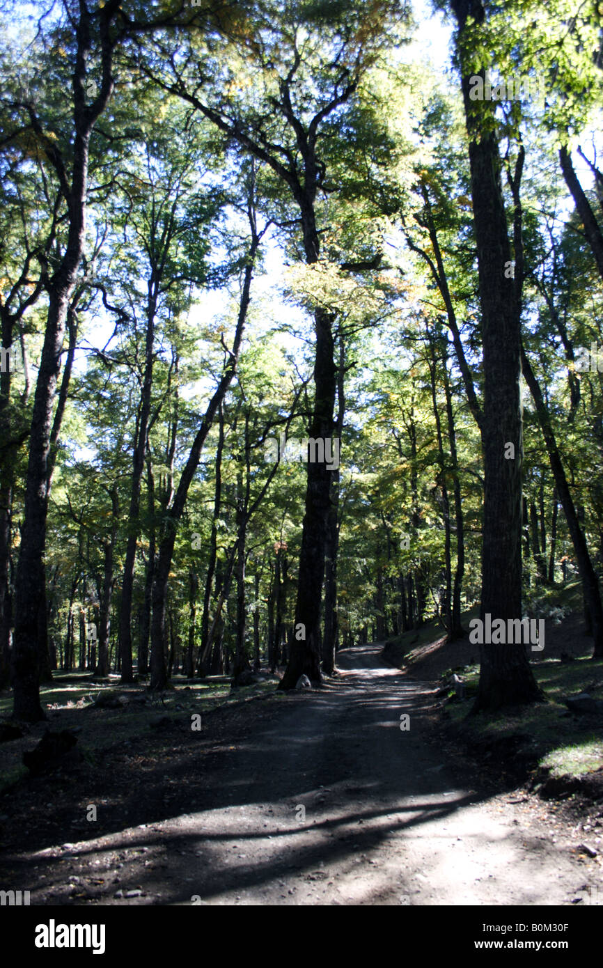 Tree shadows on road hi-res stock photography and images - Alamy