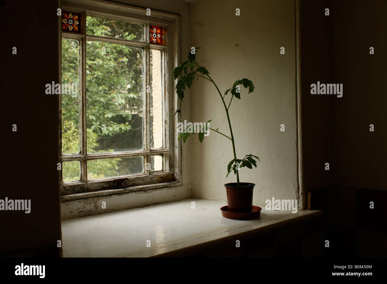 Tomato plant, growing on a windowsill Stock Photo - Alamy