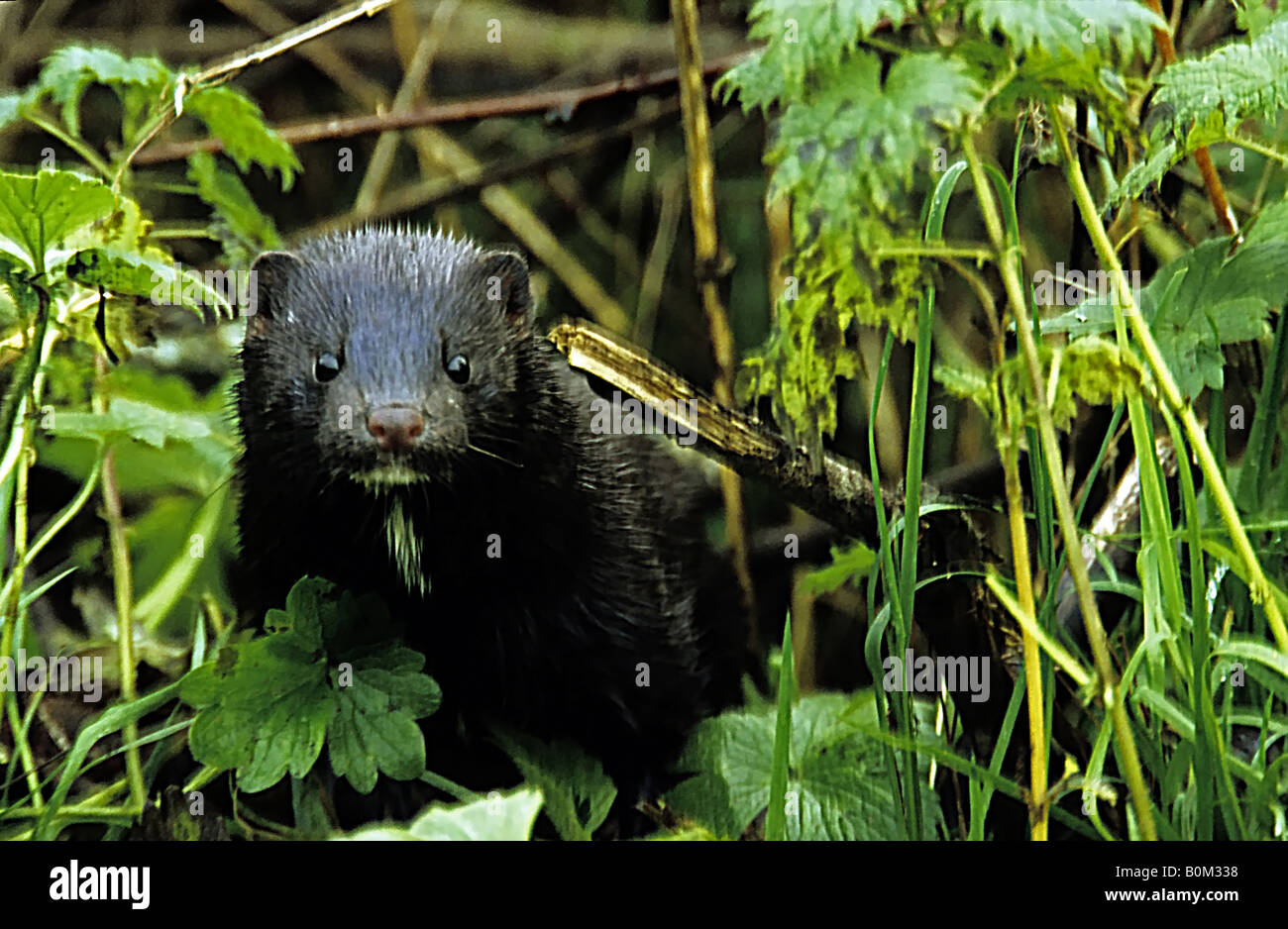 Mink whiskers hi-res stock photography and images - Alamy